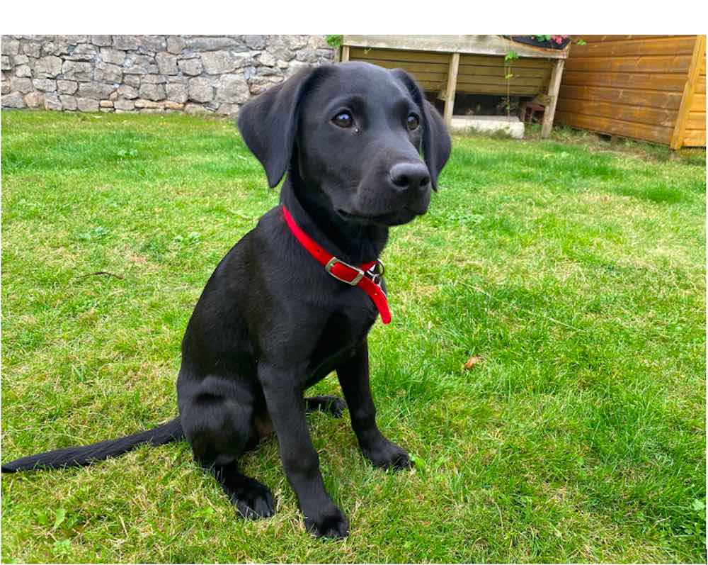 The Power of Positive Mental Attitude. And a puppy! – Life is a Sine Curve